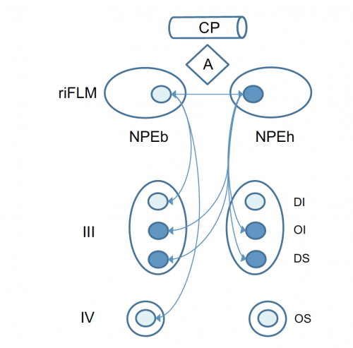 Le syndrome de Parinaud - Neurologies