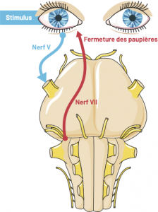 Troubles de la conscience et coma - Neurologies