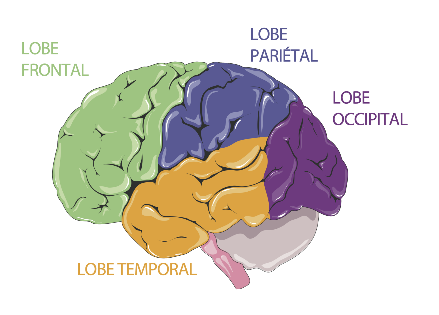 Les schémas de neuro-anatomie : le télencéphale, Guggenheim de l’esprit ...