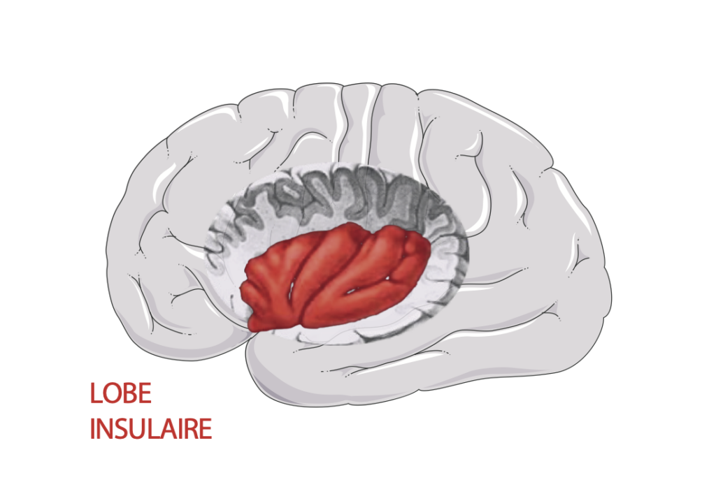 Les schémas de neuro-anatomie : le télencéphale, Guggenheim de l’esprit - Neurologies