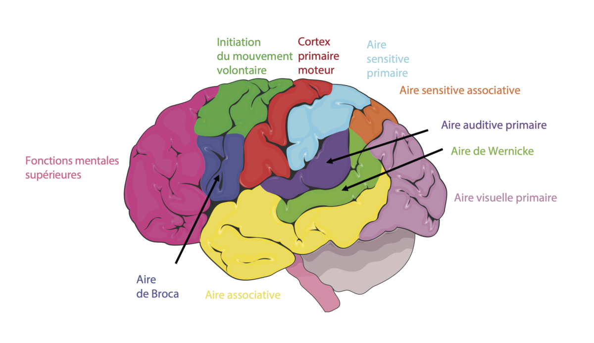 Les schémas de neuro-anatomie : le télencéphale, Guggenheim de l’esprit ...