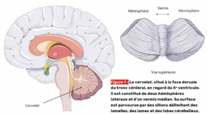 Les schémas de neuro-anatomie : le cervelet, co-ordinateur du cerveau ...