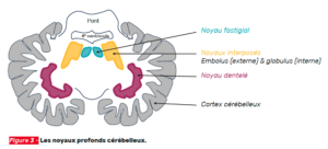 Les schémas de neuro-anatomie : le cervelet, co-ordinateur du cerveau ...