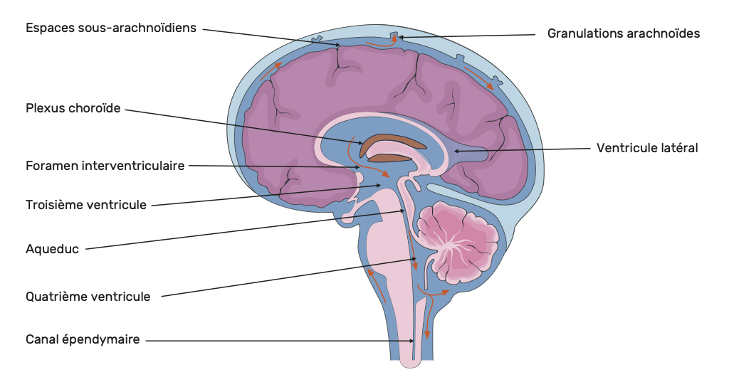 Les schémas de neuro-anatomie : le LCS, système d’irrigation du jardin ...