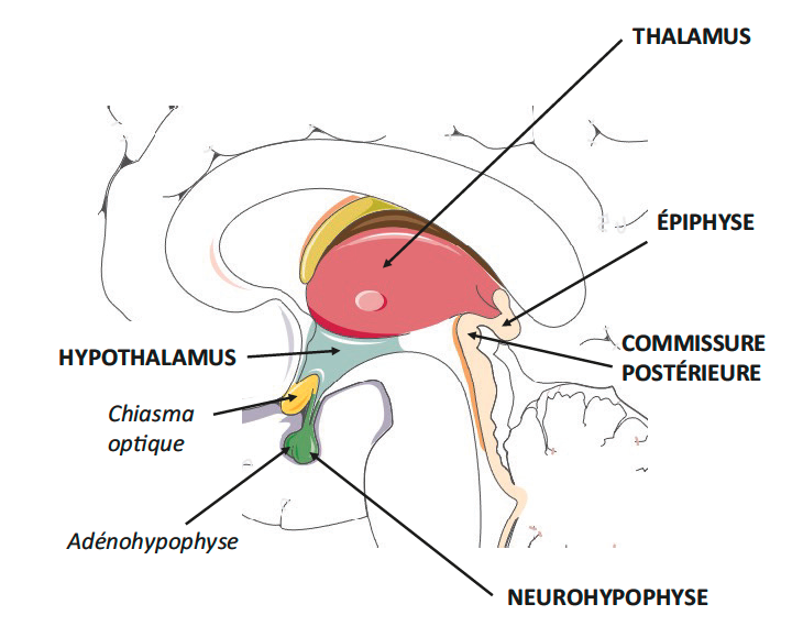 Les schémas de neuro-anatomie : le diencéphale - Neurologies