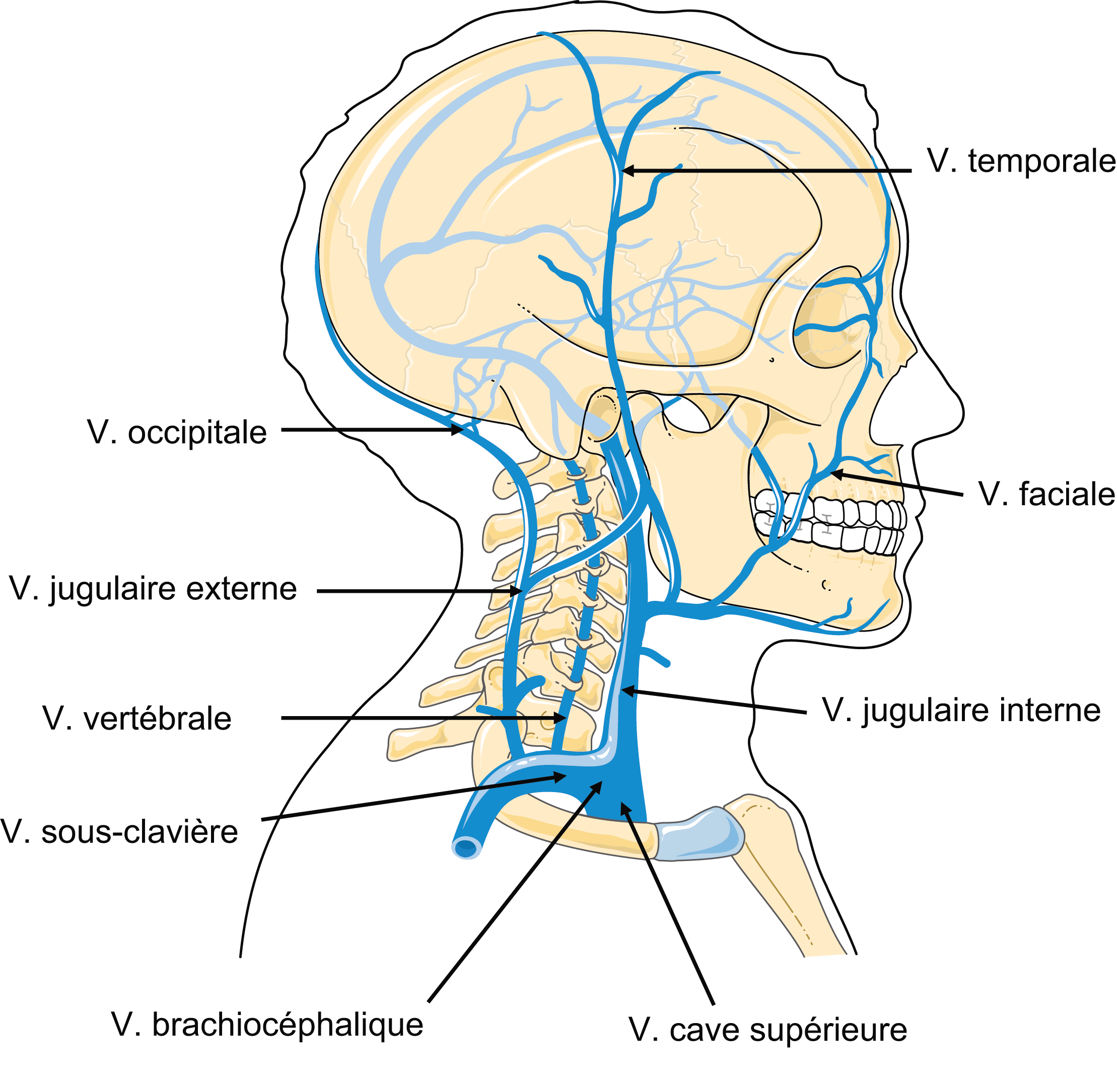 Les schémas de neuro-anatomie : drainage veineux cérébral - Neurologies